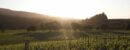 Anderson Valley Estate - Long Meadow Ranch