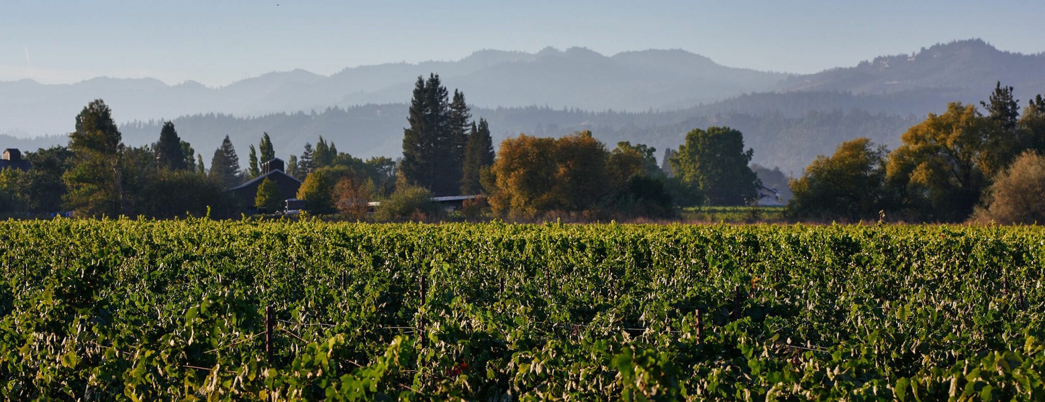 Rutherford Estate - Long Meadow Ranch