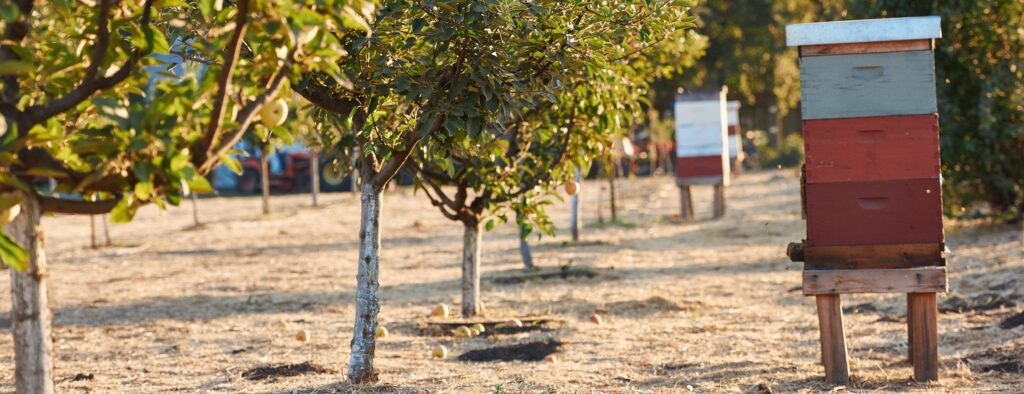 Rutherford Estate - Long Meadow Ranch