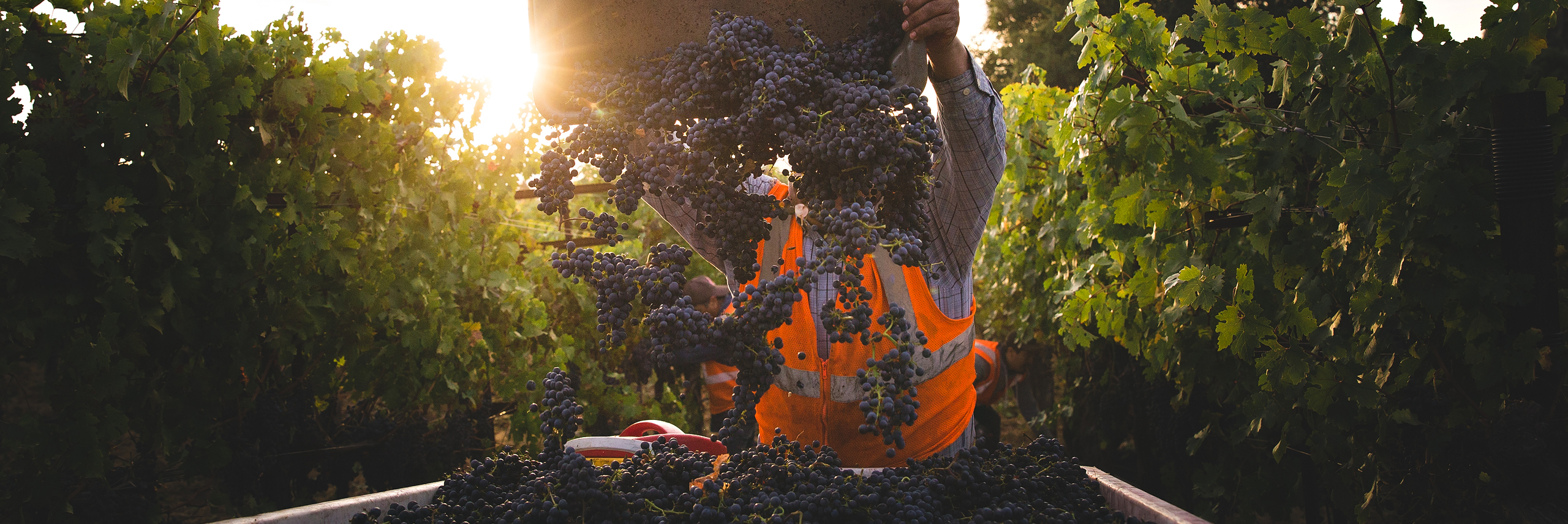 Long Meadow Ranch Winery | Napa Valley - Long Meadow Ranch